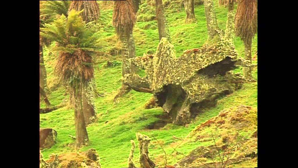 Rereahu, the ancestor and tribe from the King Country - Documentary ...