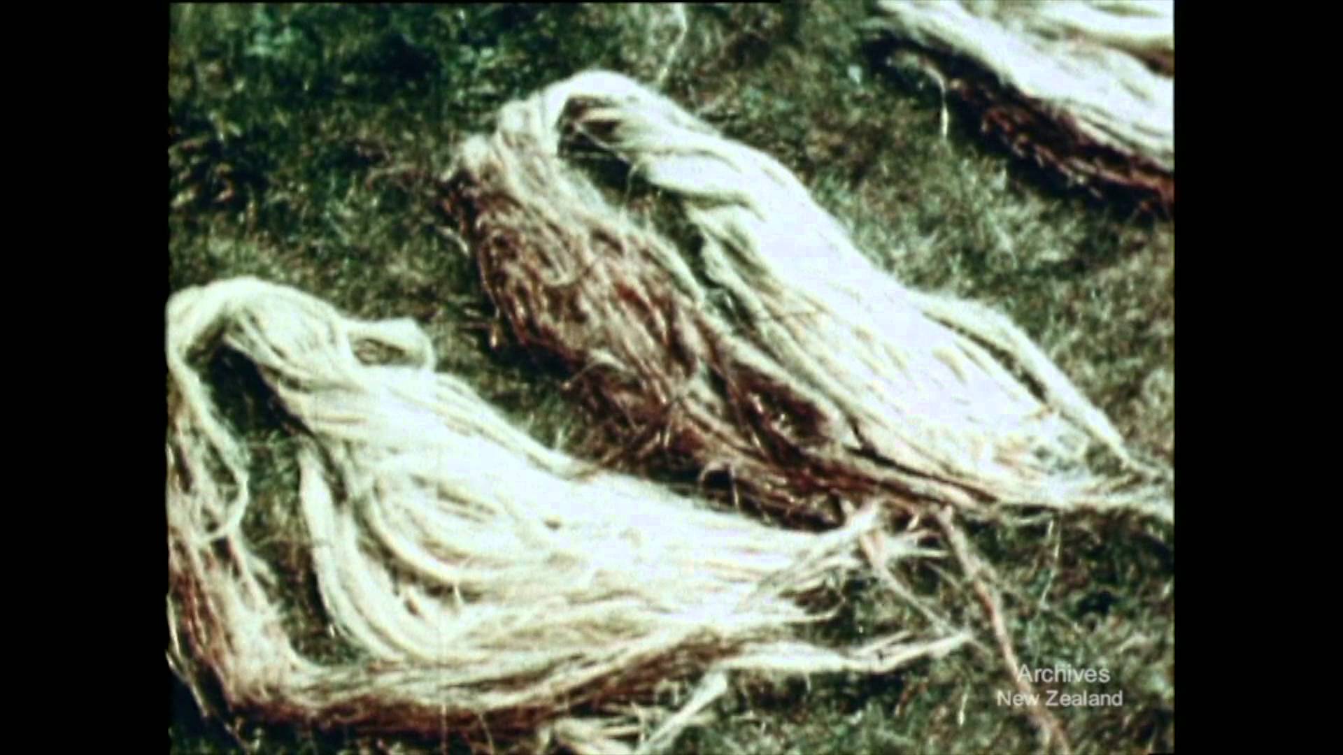 New Zealand Flax (1950 Archives film) - Māori Tube Videos